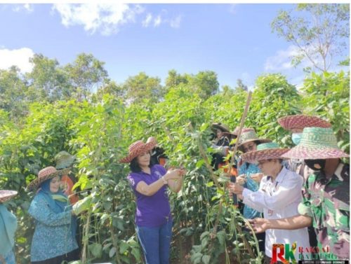 Ketua TP PKK Panen Sayur bersama DKP di Danau Usung - Sorot News Ketua TP PKK Panen Sayur bersama DKP di Danau Usung - Sorot News